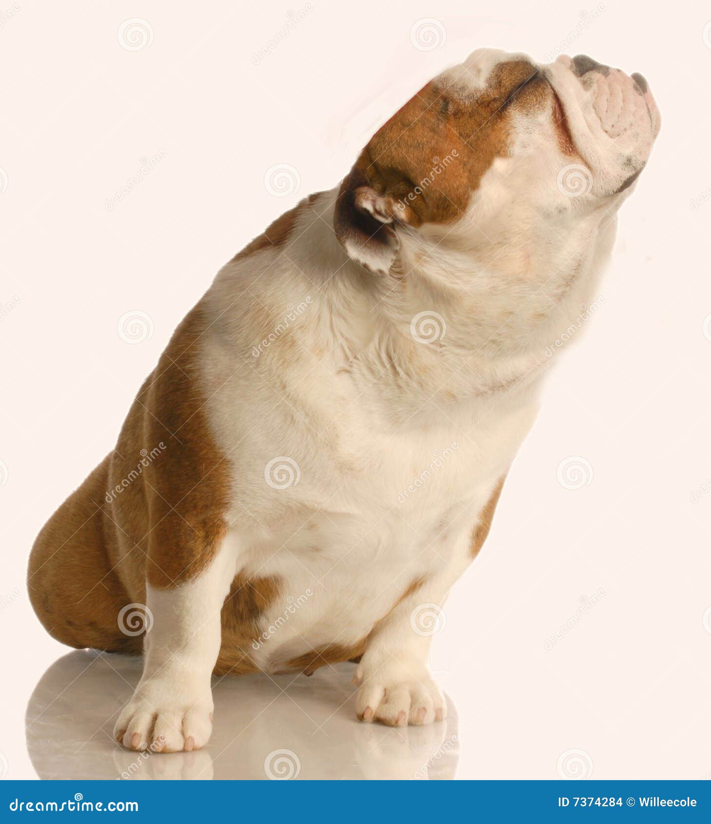 Mad or streesed out dog stock photo. Image of dispute - 7374284