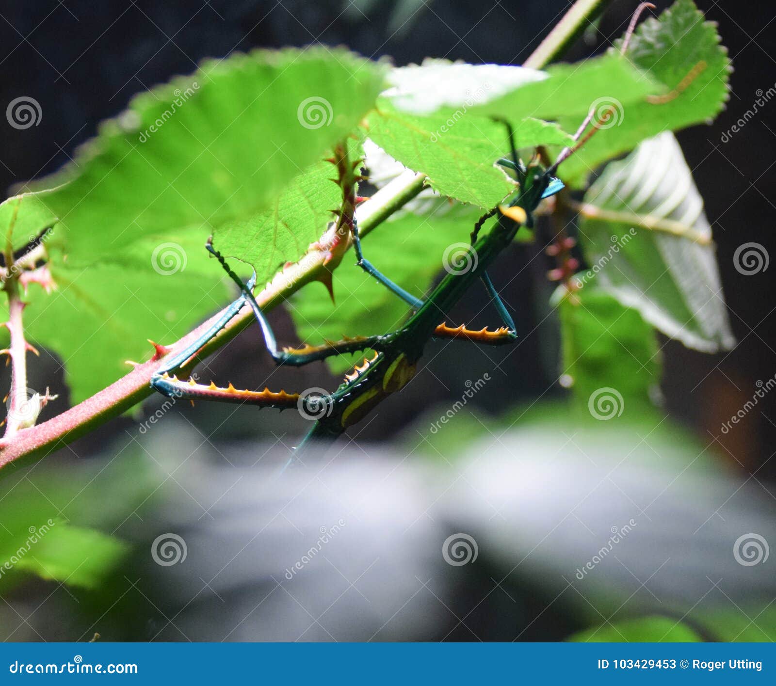 Madagascan Blue Stick Insect Stock Image - Image of animal, leaf: 103429453
