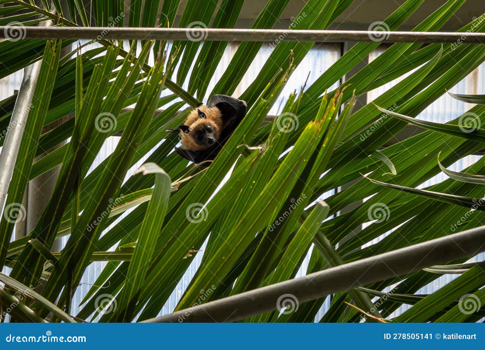 Madagascan Flying Fox Hanging on Palm Tree. Stock Image - Image of ...