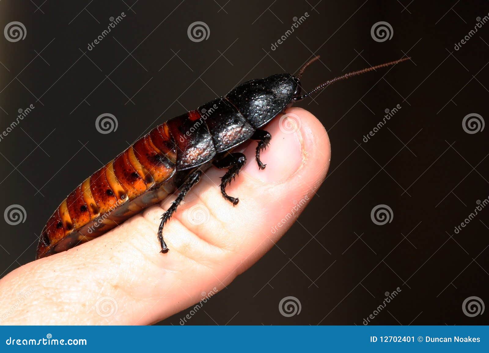 Madagascan Hissing Cockroach Stock Image - Image of close, creeping ...