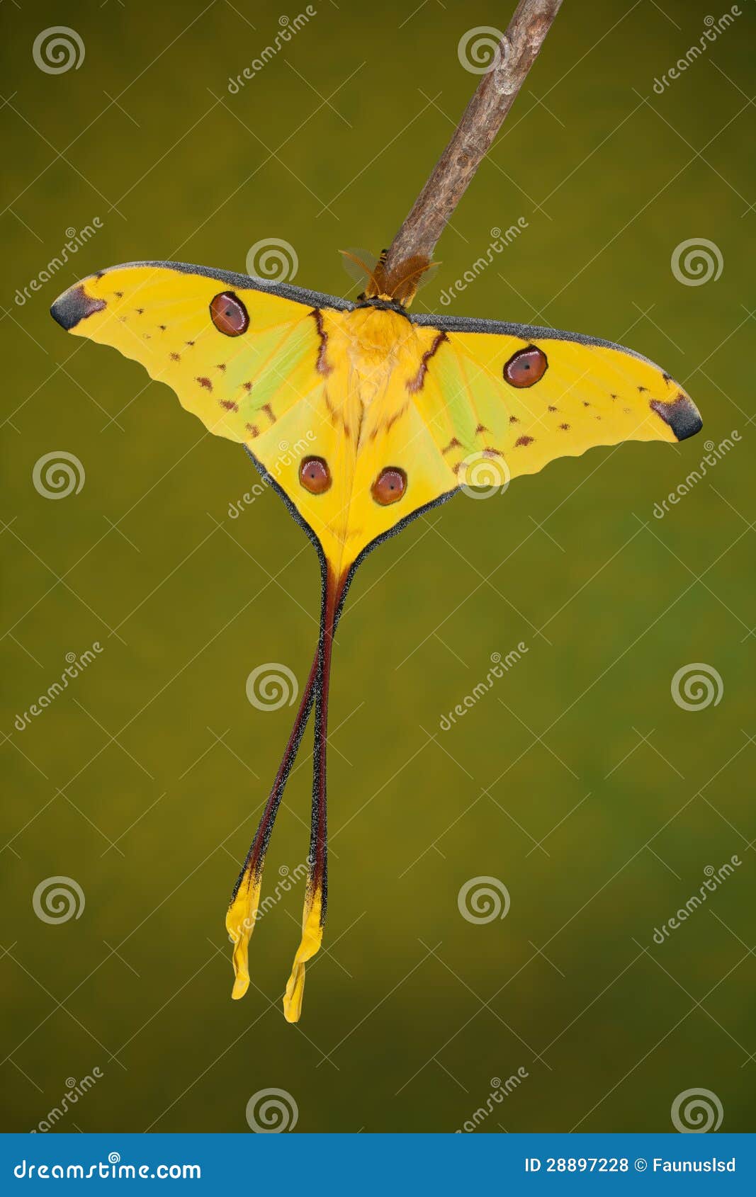 Butterfly Madagascan Sunset Moth Macro Isolated On White Background ...