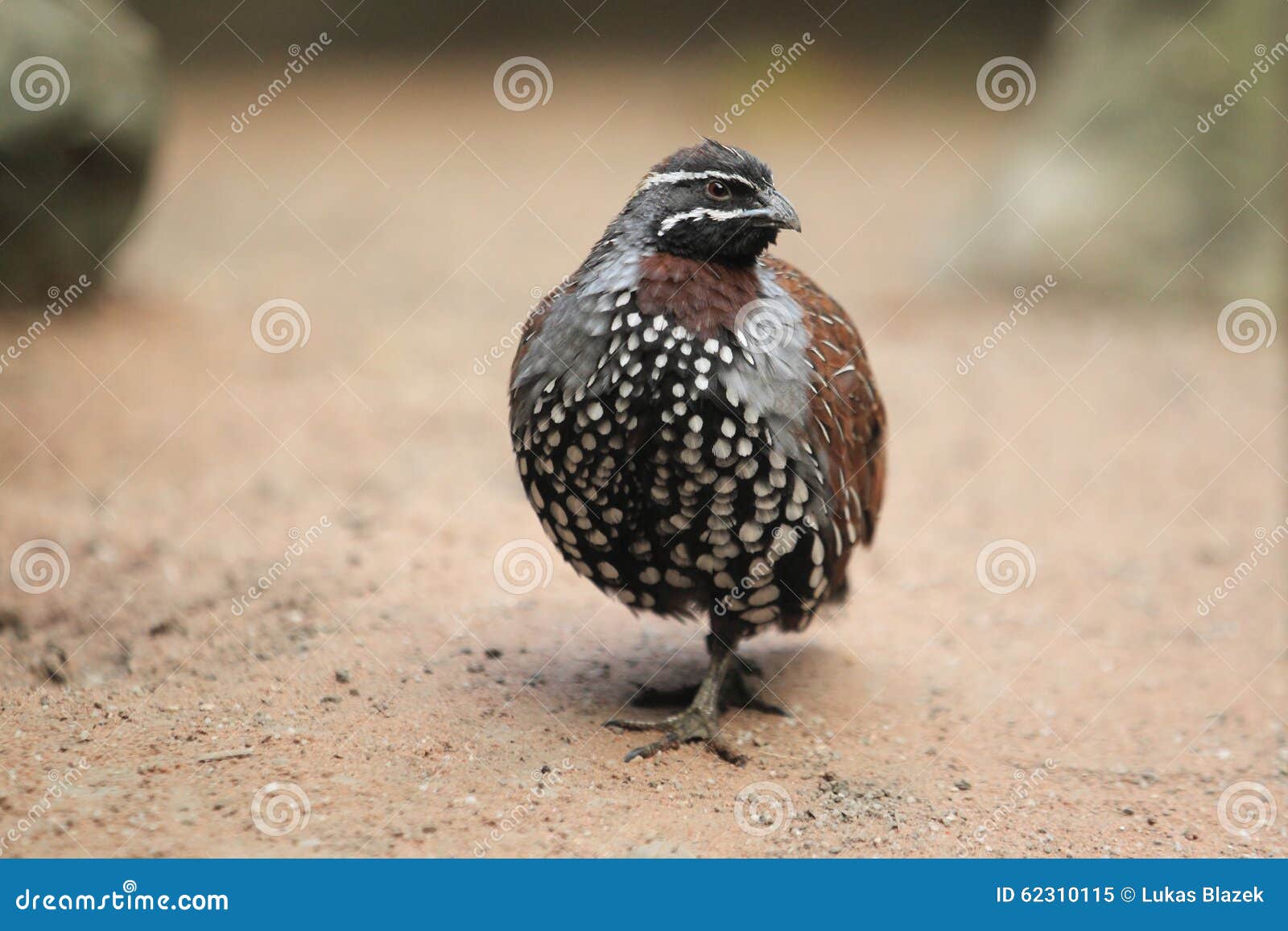 Madagascan partridge stock image. Image of madagascan - 62310115