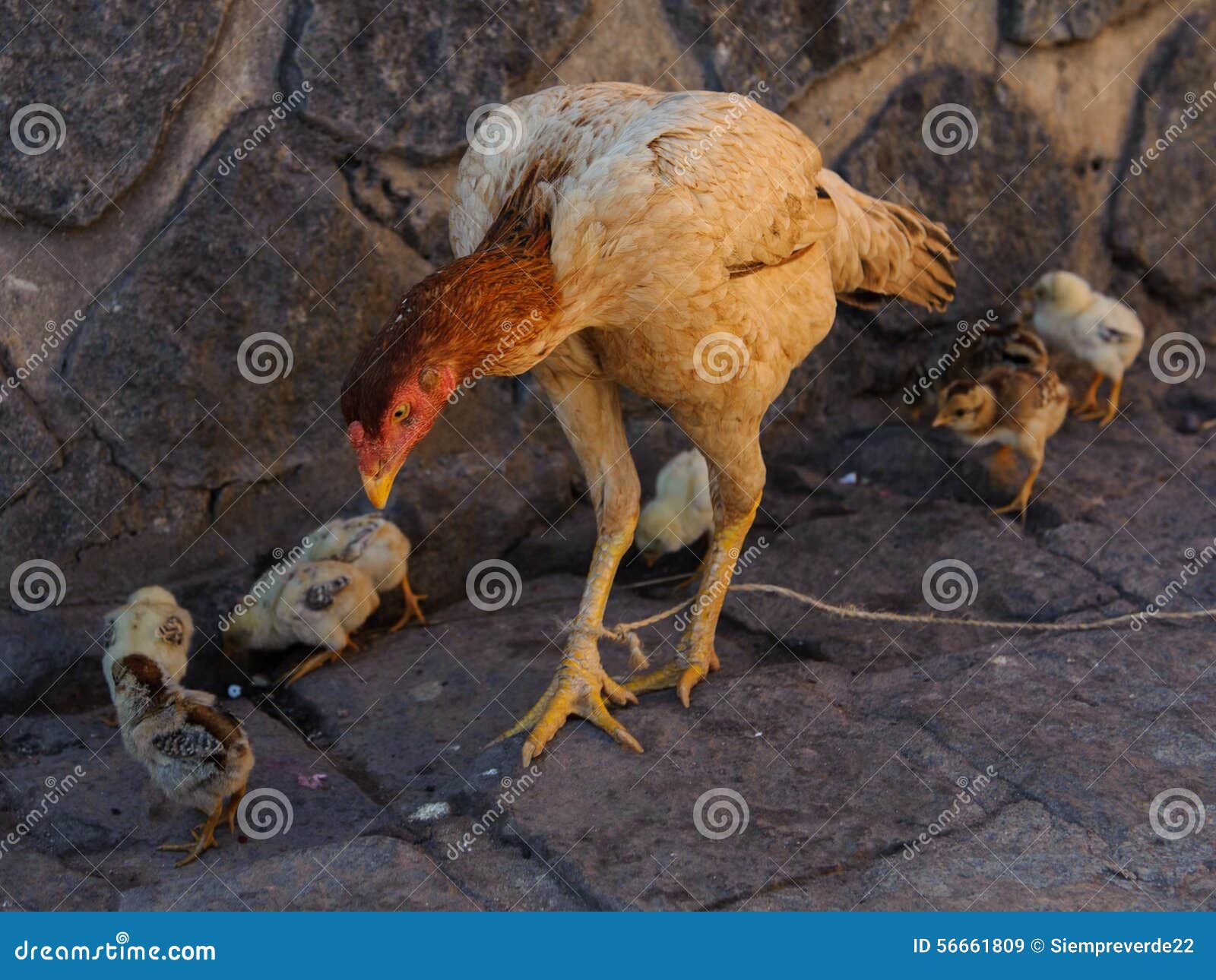 Madagascar, Africa stock image. Image of outdoors, agriculture - 56661809