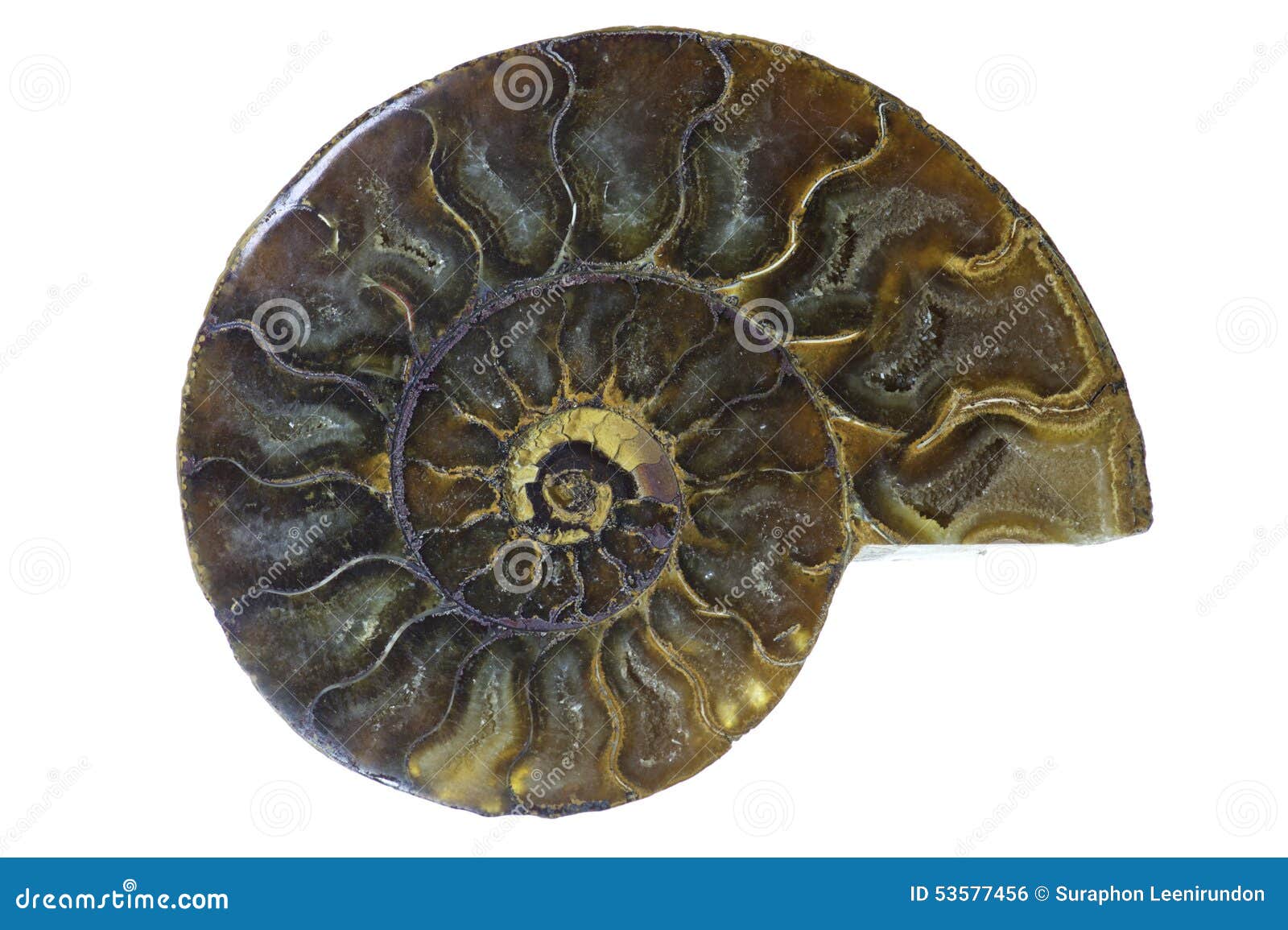 Madagascar Ammonite Fossil stock photo. Image of nautilus - 53577456