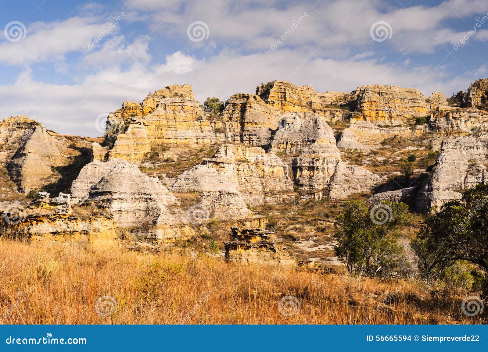 Madagascar stock photo. Image of natural, beauty, plant - 56665594