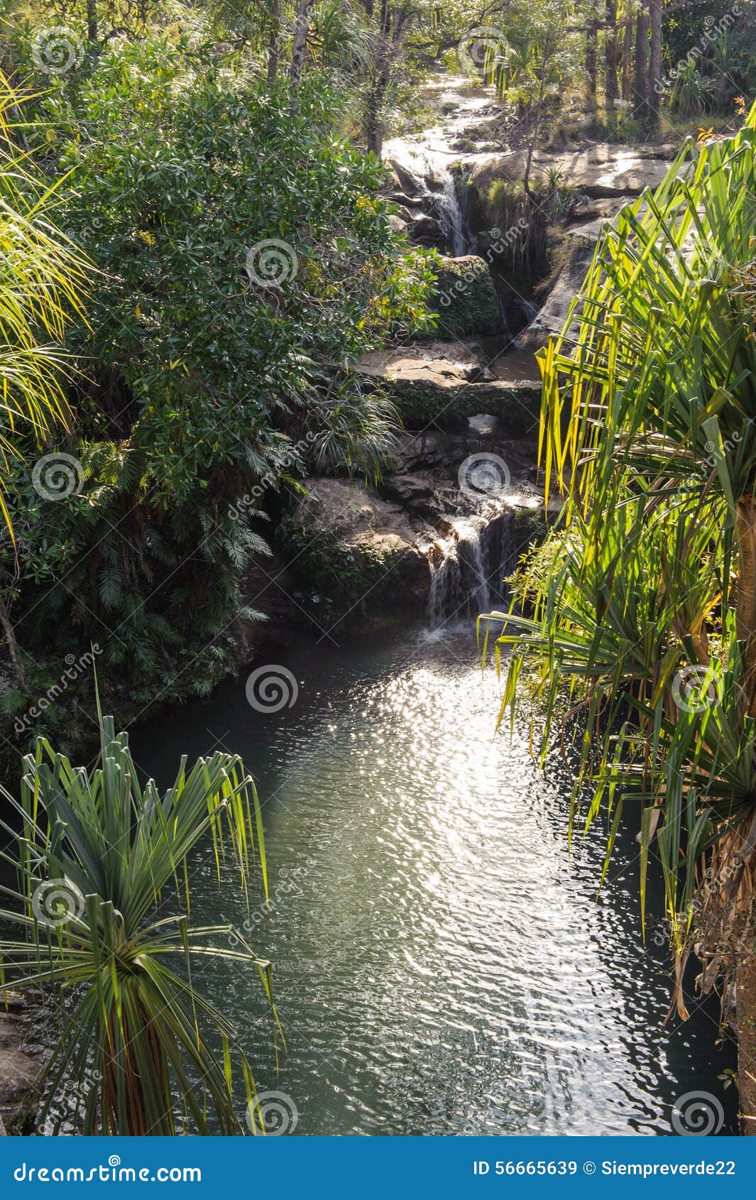 Madagascar stock image. Image of tropical, plant, nature - 56665639