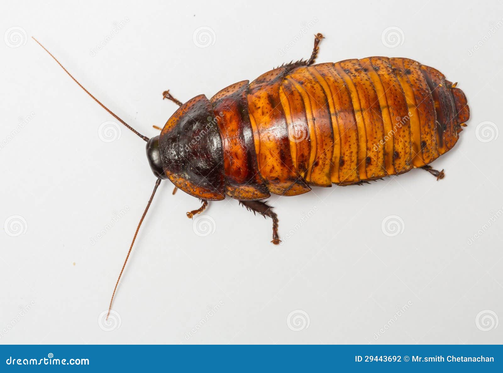 Madagascar Cockroach. Isolated On White. Stock Photo | CartoonDealer ...