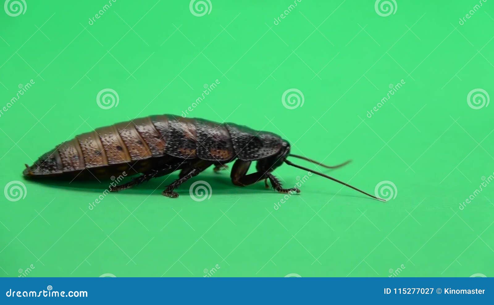 Madagascar Cockroach Crawls . Green Screen. Side View. Slow Motion ...