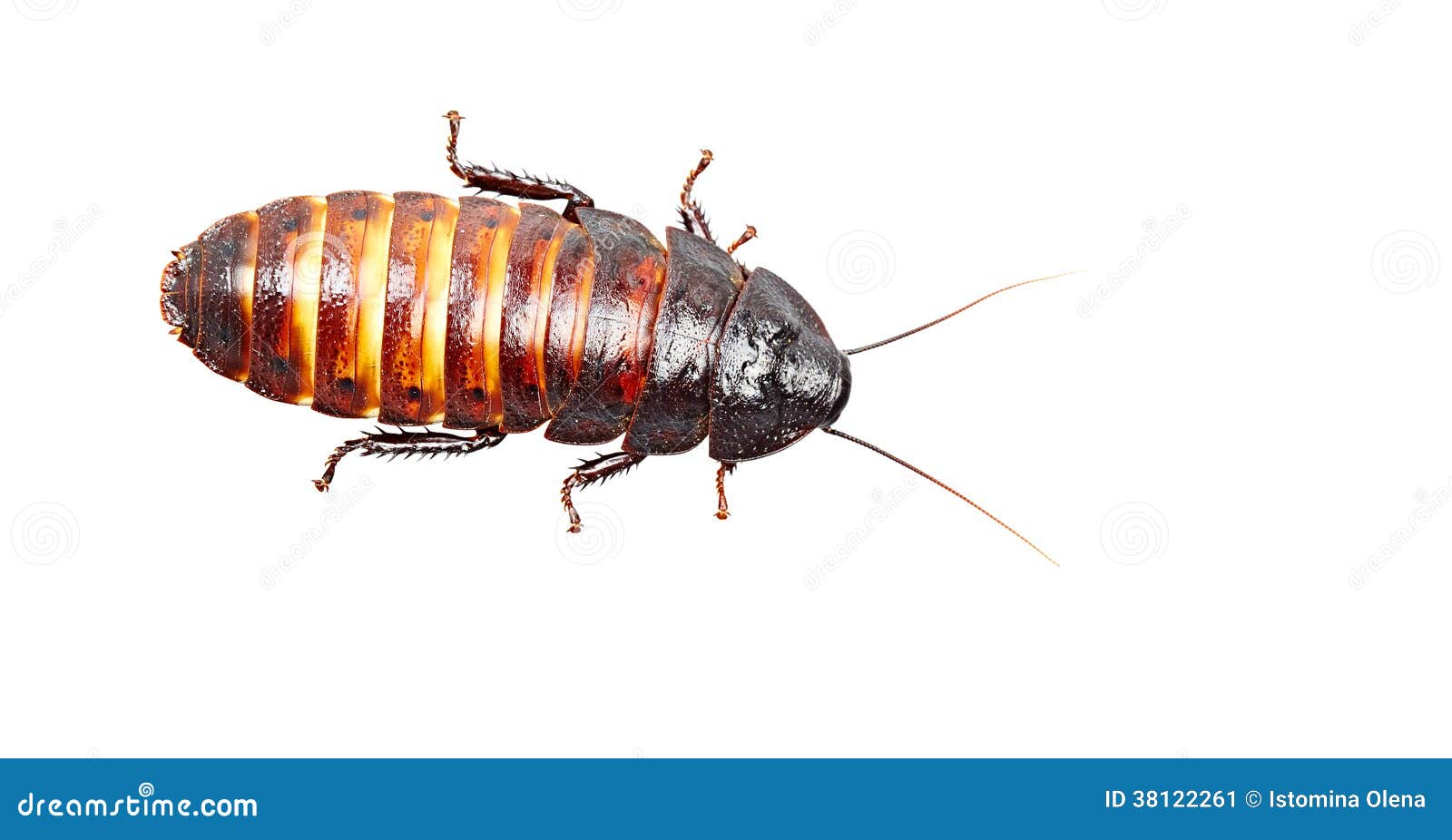 Madagascar Cockroach Isolated on White Background Stock Image - Image ...
