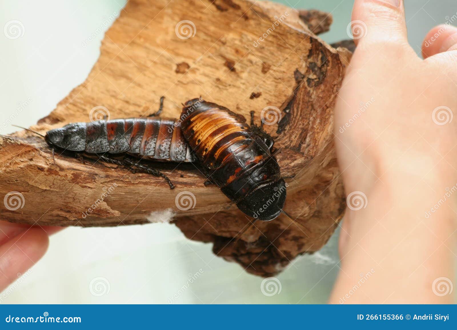 Madagascar Cockroach in the Laboratory Stock Photo - Image of terrarium ...