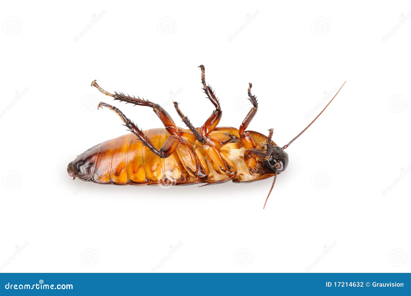 Madagascar Cockroach. Isolated On White. Stock Photo | CartoonDealer ...