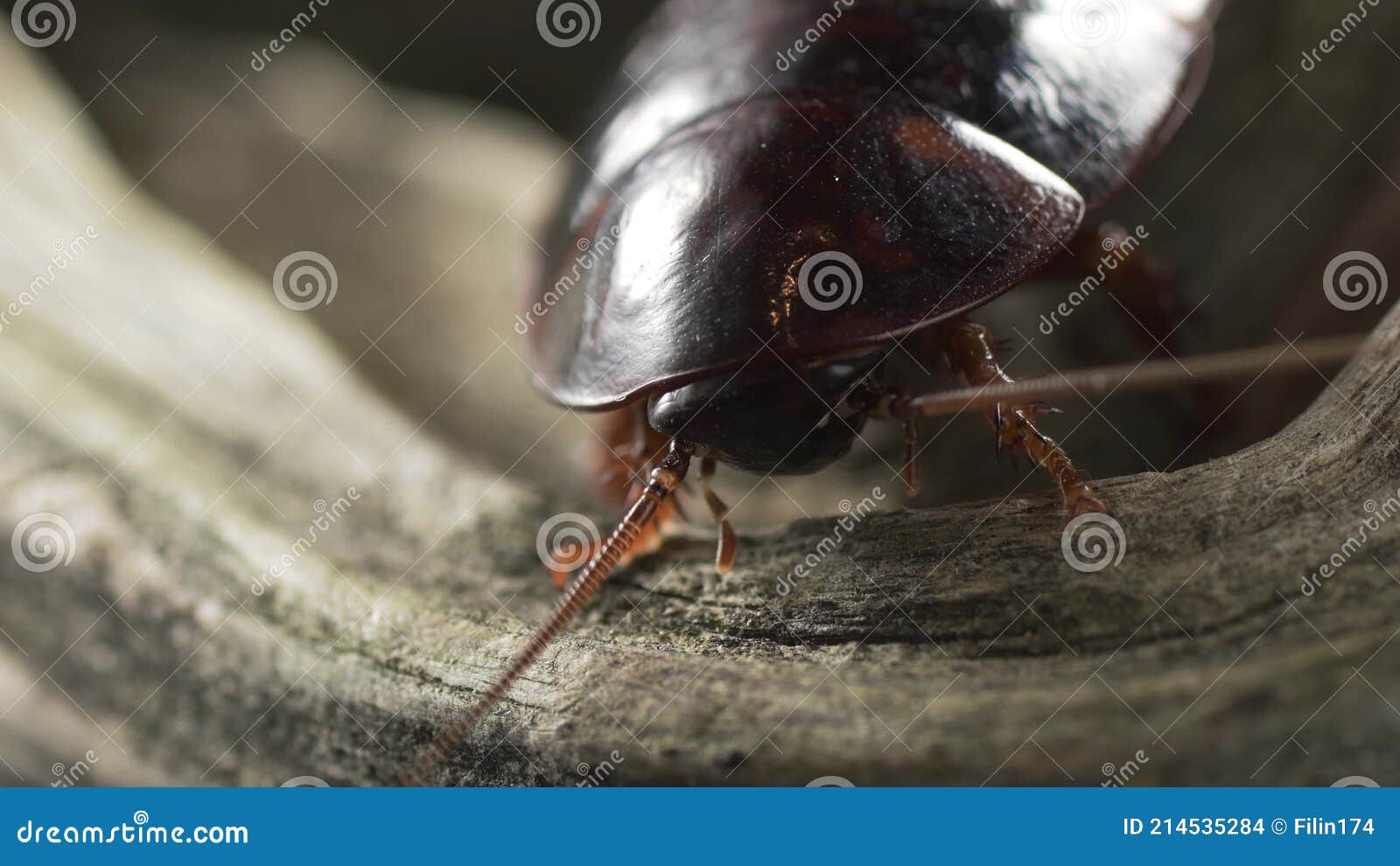 Madagascar Cockroach Sitting on a Tree and Mustache Wiggling Stock ...