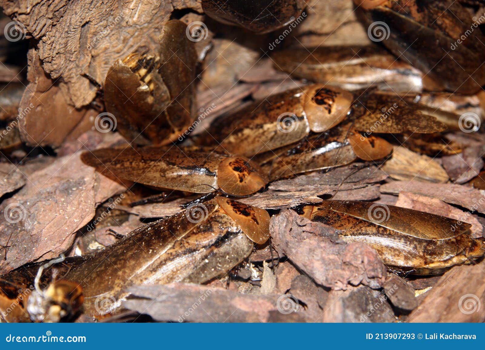 Cockroaches stock image. Image of insect, africa, critter - 213907293