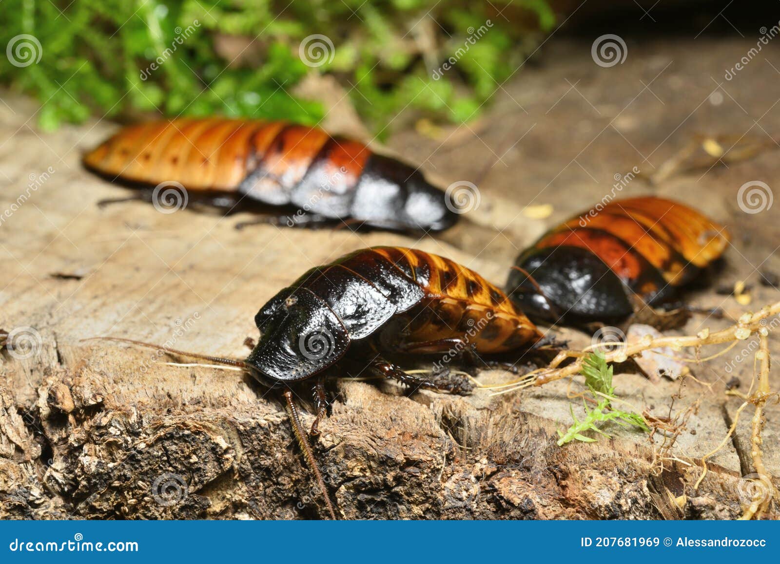 Madagascar Com a Barata Gromphadorhina Portentosa Uma Das Maiores ...