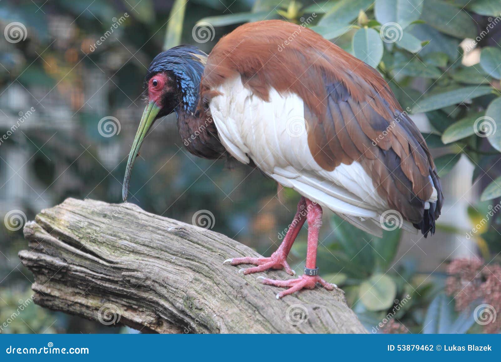 Madagascar crested ibis stock photo. Image of wood, adult - 53879462