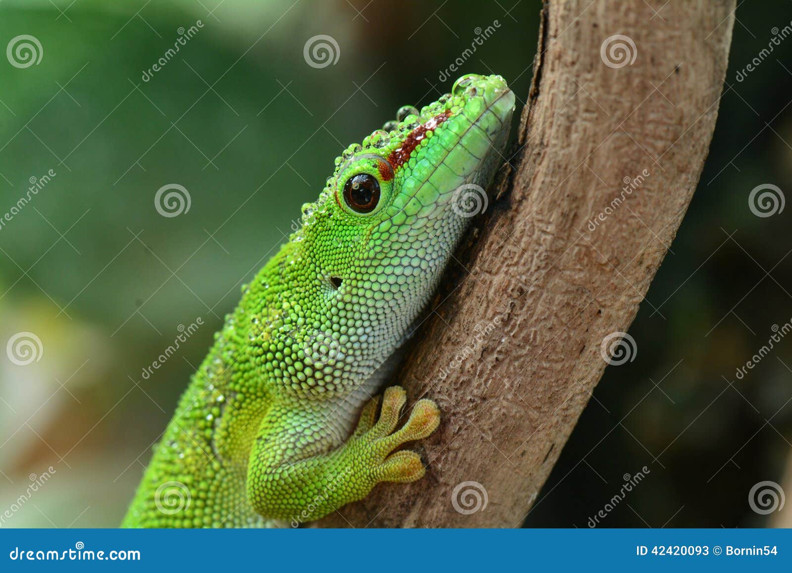 Madagascar Day Gecko stock image. Image of gardens, lizard - 42420093