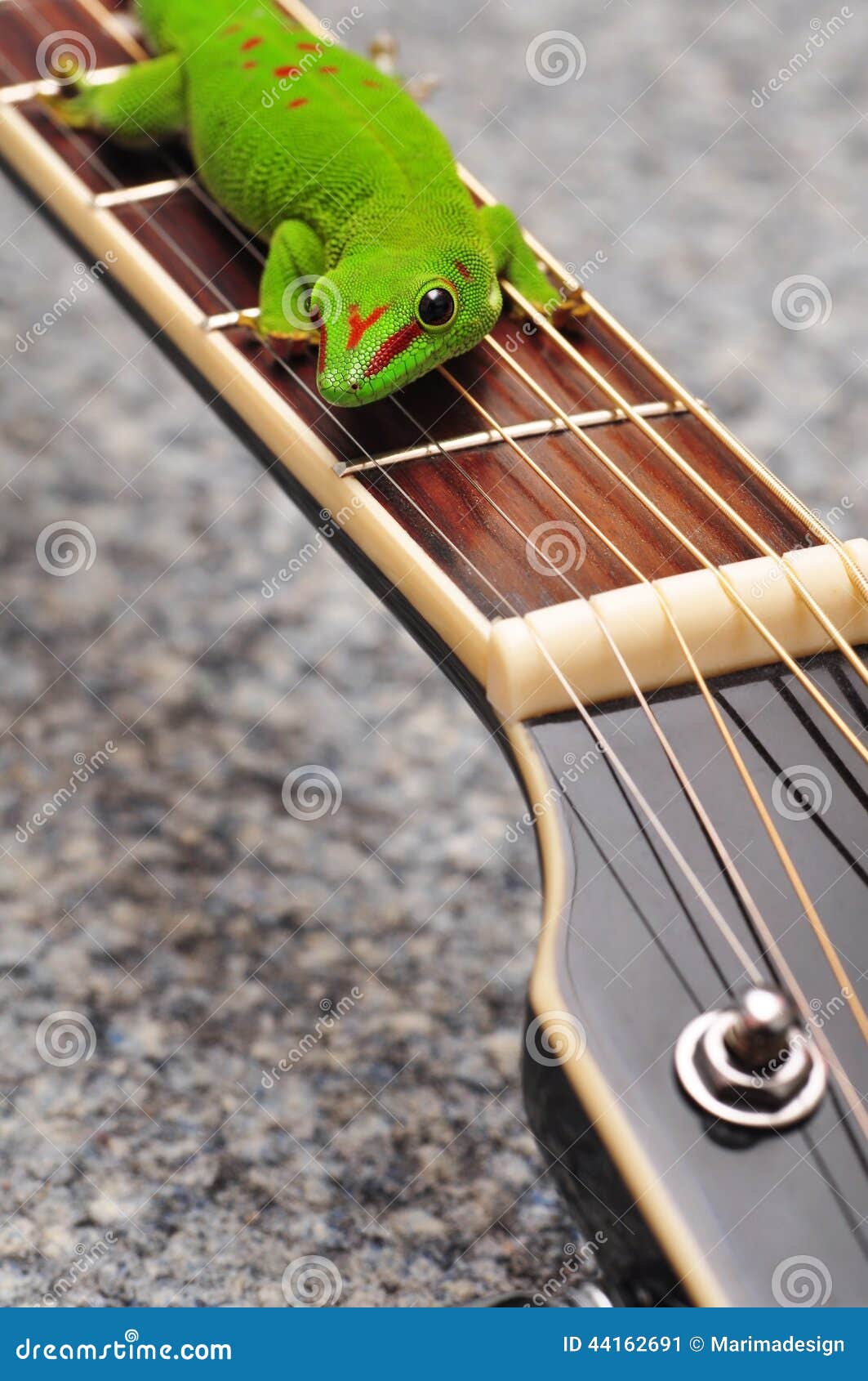 Madagascar day gecko stock image. Image of points, scaling - 44162691