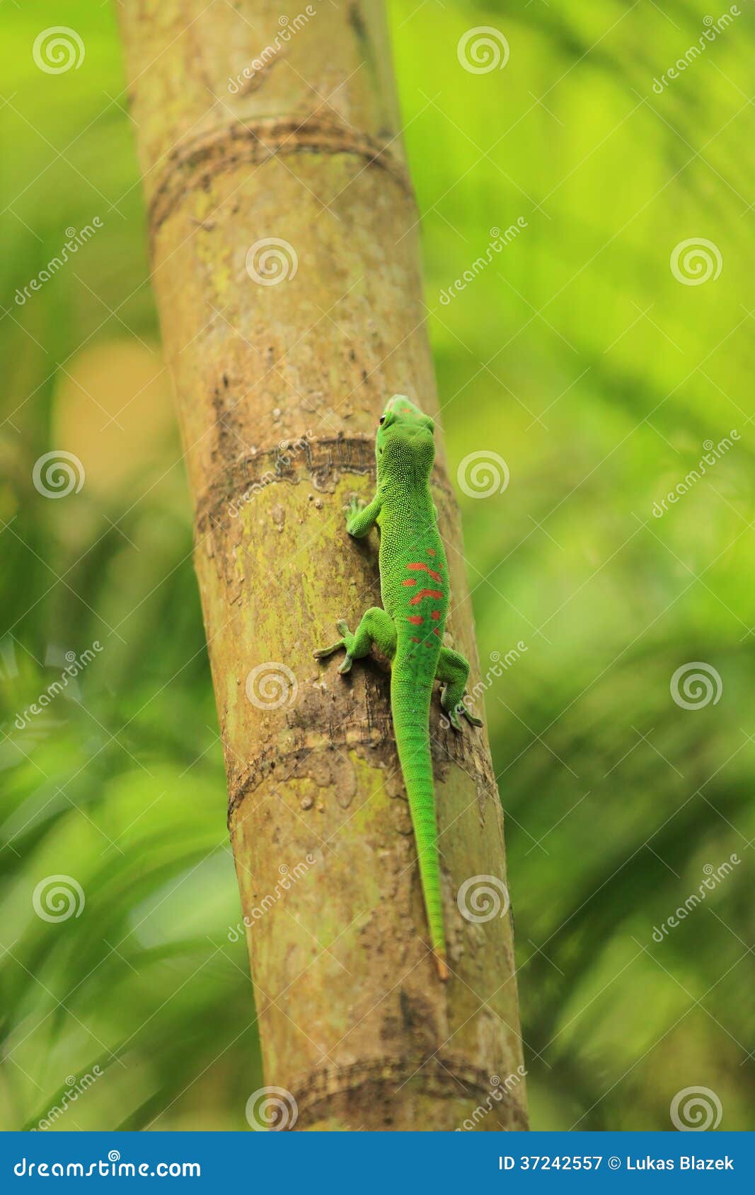 Madagascar day gecko stock image. Image of reptile, madagascar - 37242557