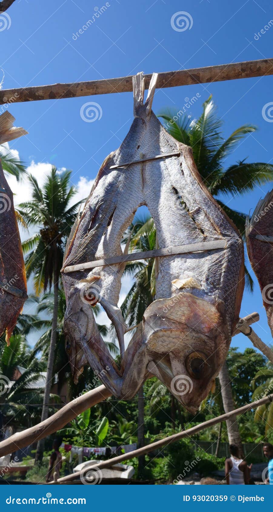 Madagascar stock image. Image of palm, food, fish, nosy - 93020359