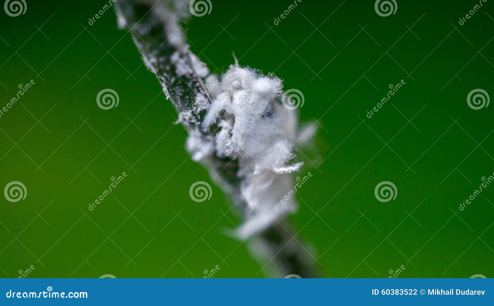 Madagascar stock photo. Image of forest, animal, wildlife - 60383522