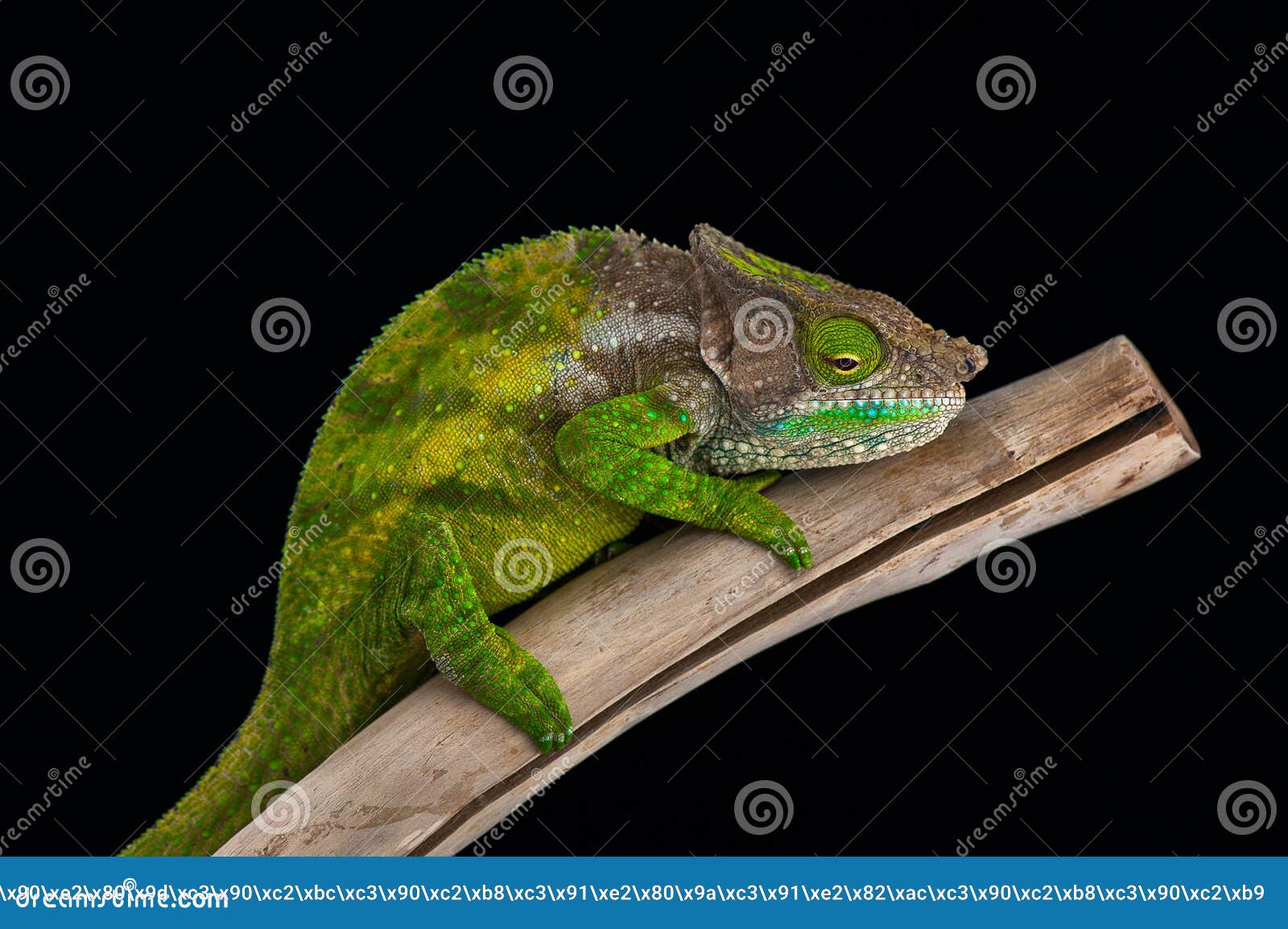 Madagascar Endemic Lizard Chameleon in Angry State Stock Image - Image ...