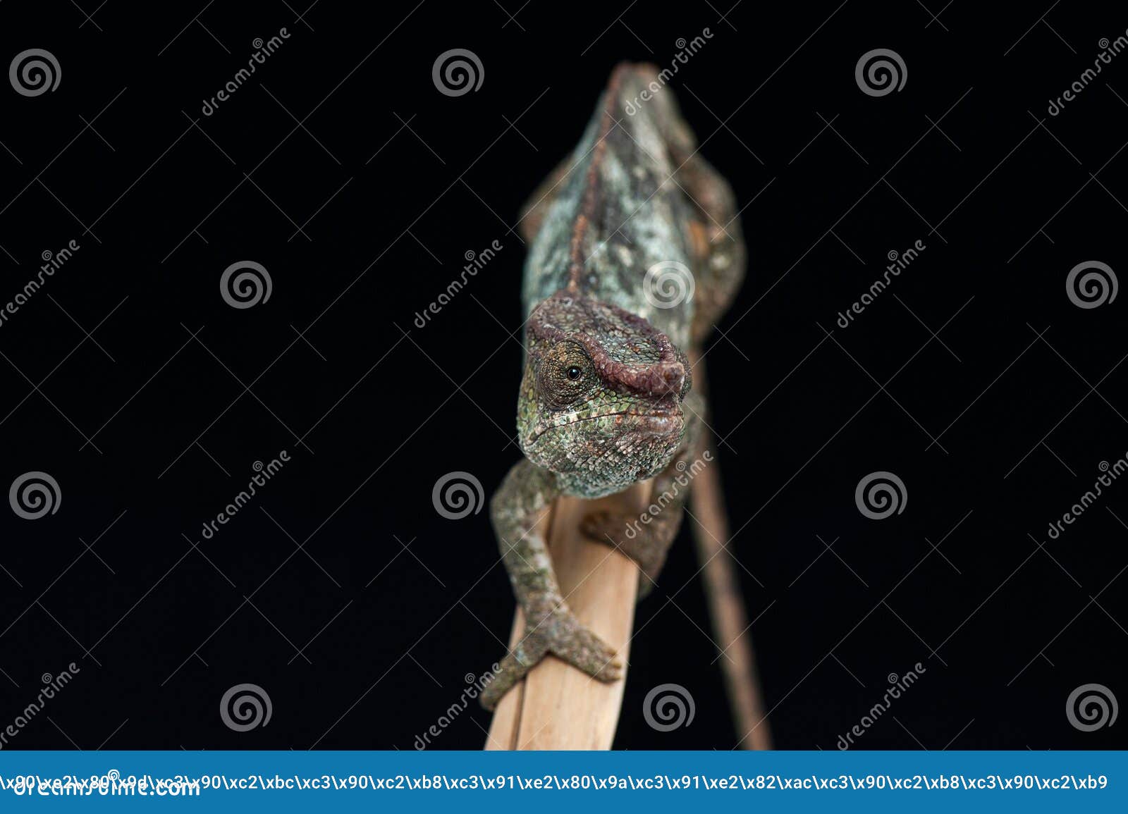 Madagascar Endemic Lizard Chameleon in Angry State Stock Image - Image ...
