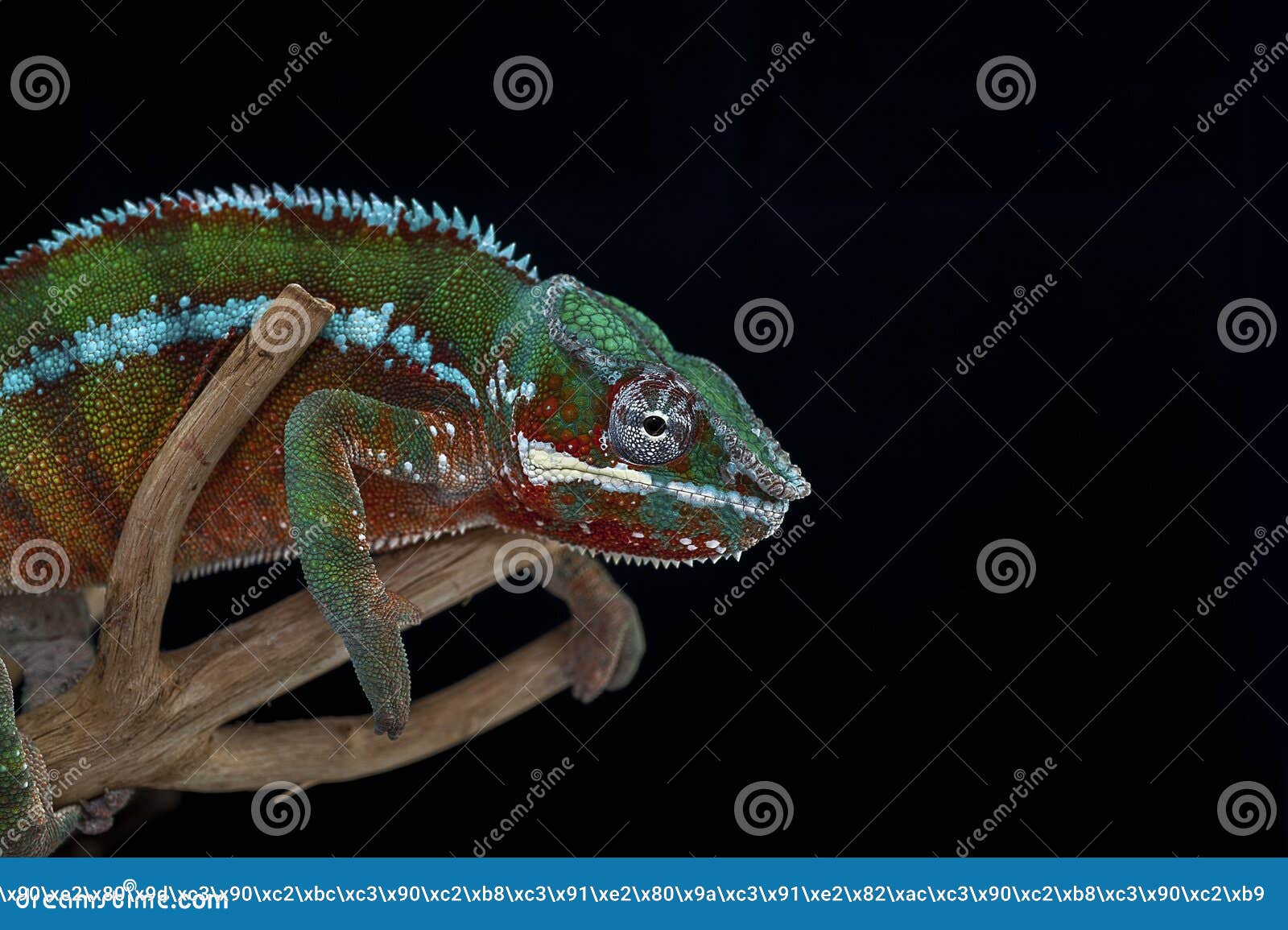 Madagascar Endemic Lizard Chameleon in Angry State Stock Image - Image ...