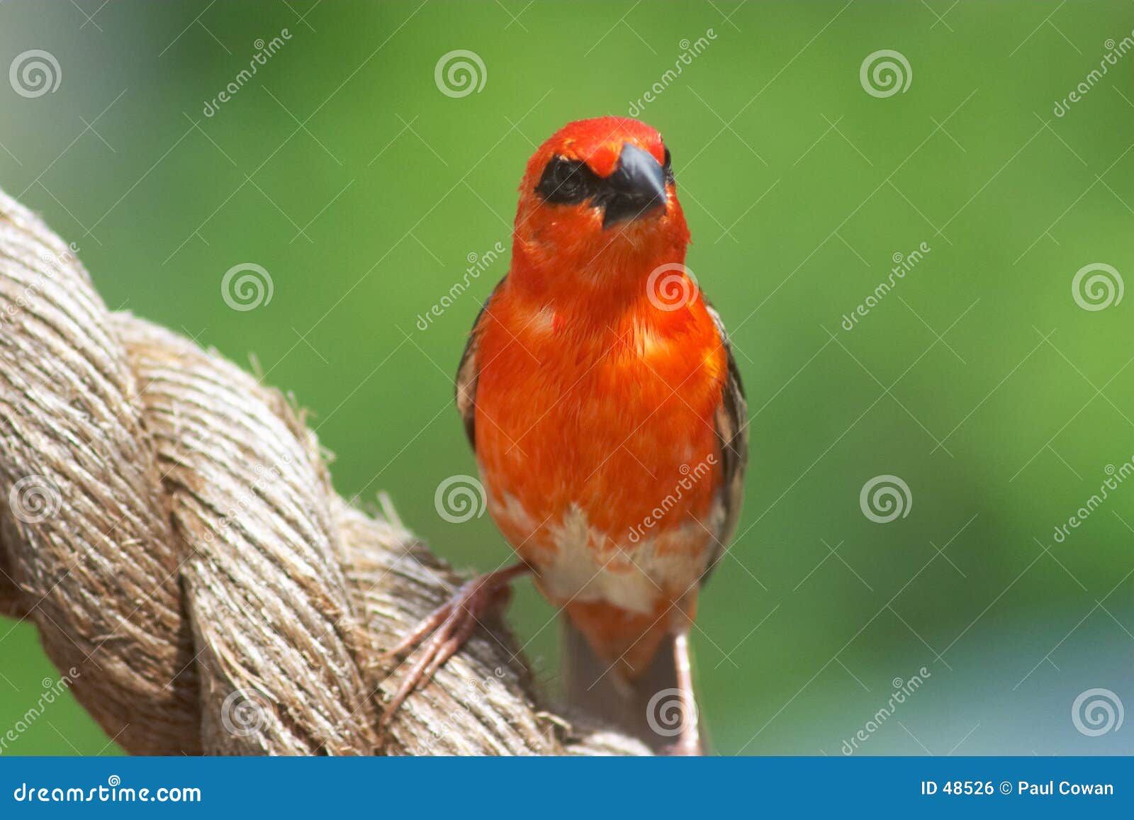 Madagascar fody stock photo. Image of seychelles, cardinal - 48526