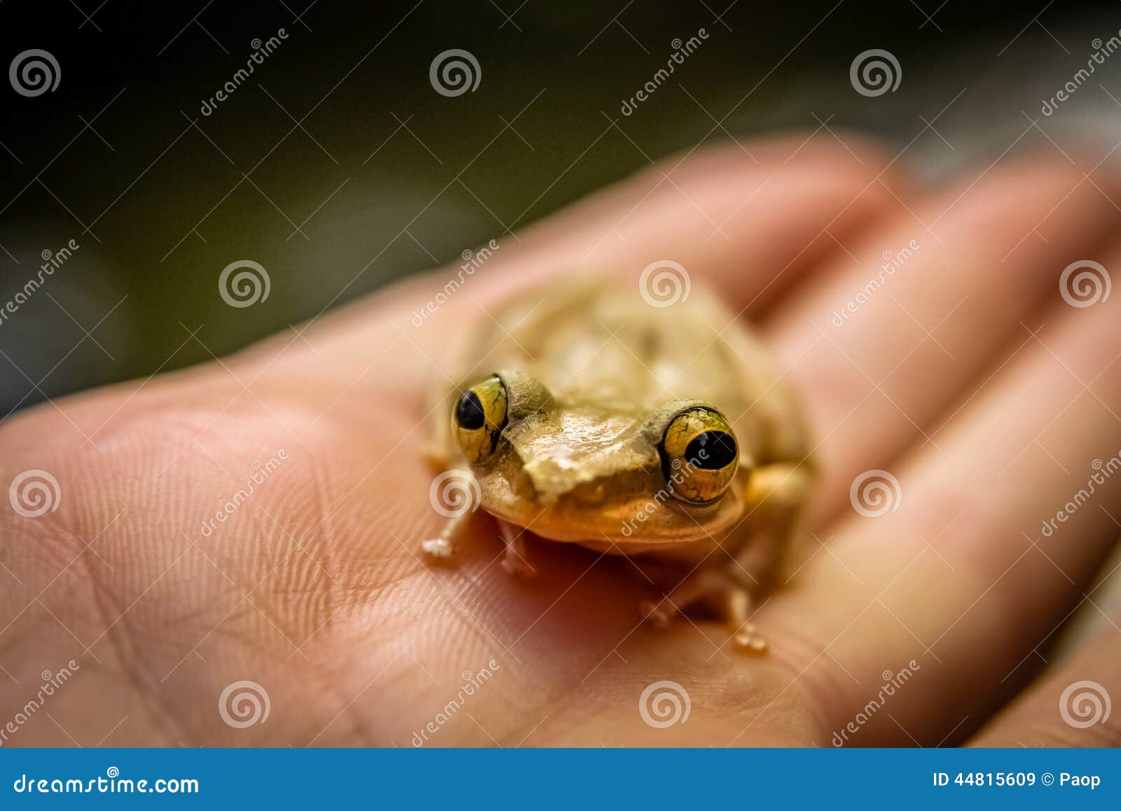 Madagascar Frog on Human Hand Stock Image - Image of macro, animal ...