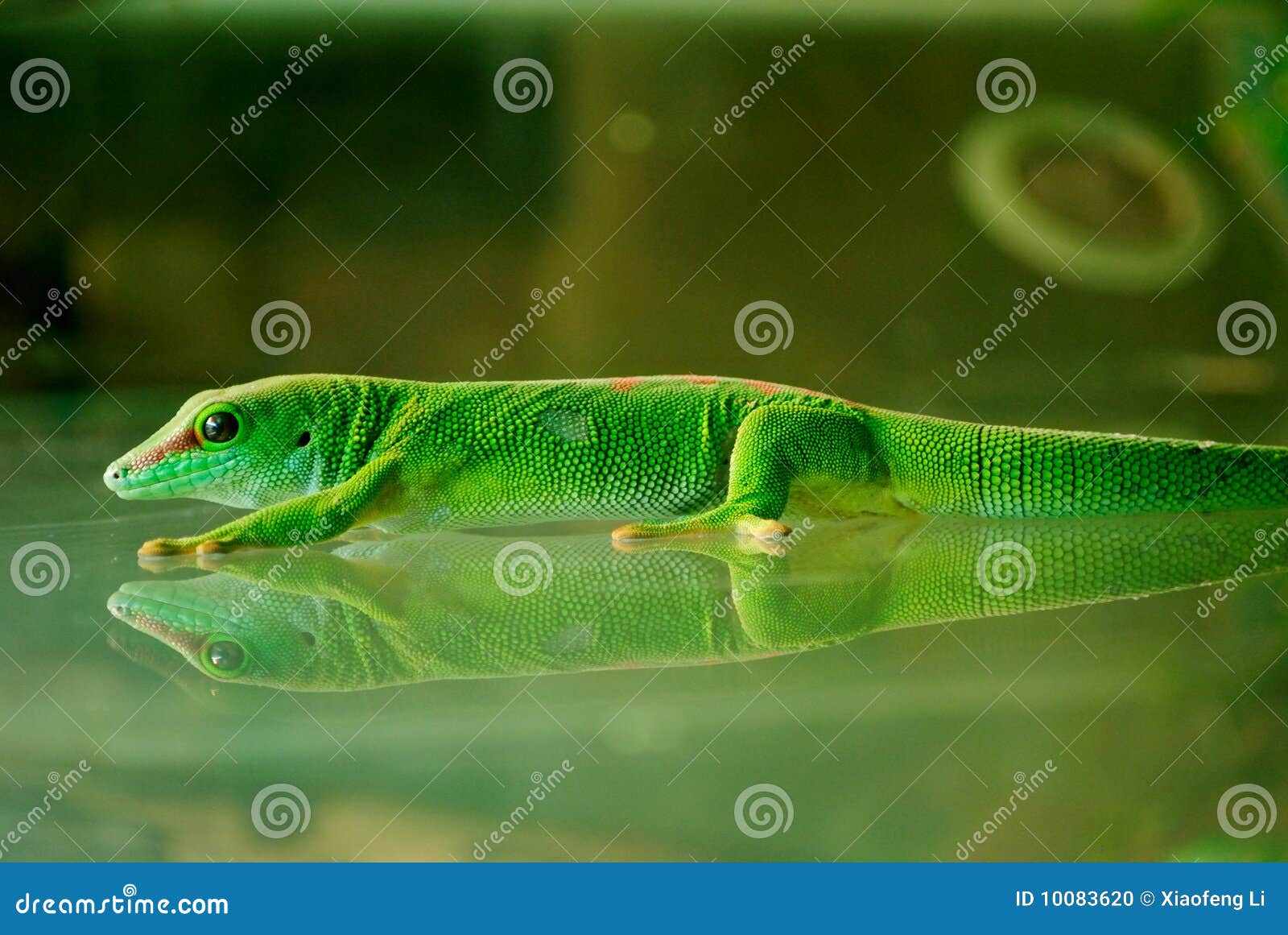 A Madagascar Gecko Sticking on the Glass Stock Photo - Image of ...