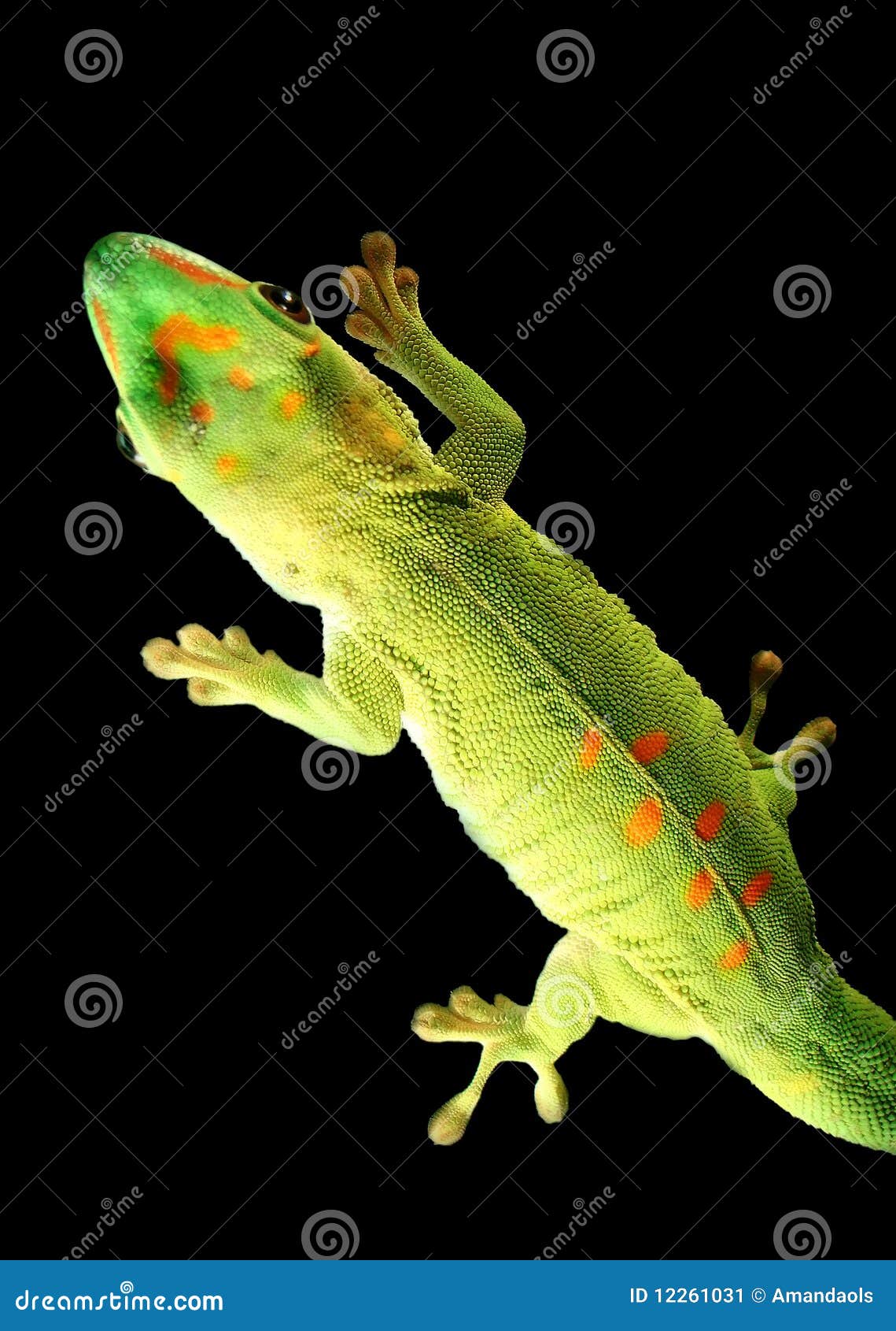 Madagascar Giant Day Gecko Stock Image | CartoonDealer.com #12261031