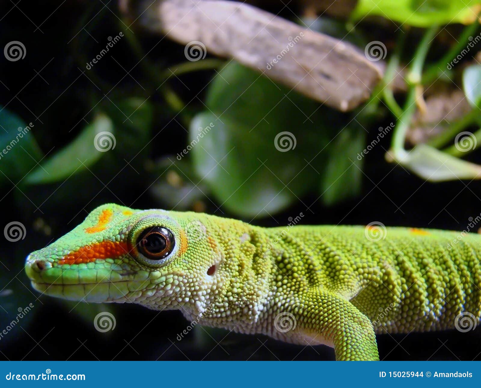 Madagascar giant day gecko stock photo. Image of calm - 15025944
