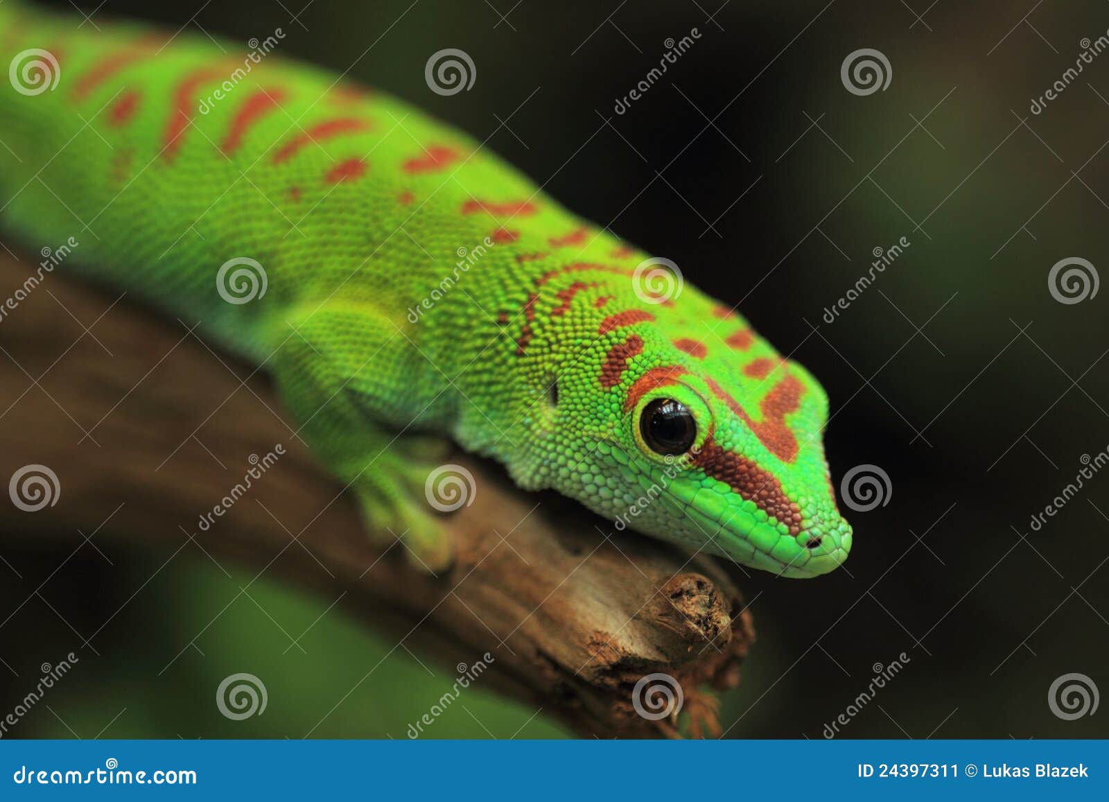 Madagascar giant day gecko stock image. Image of reptile - 24397311