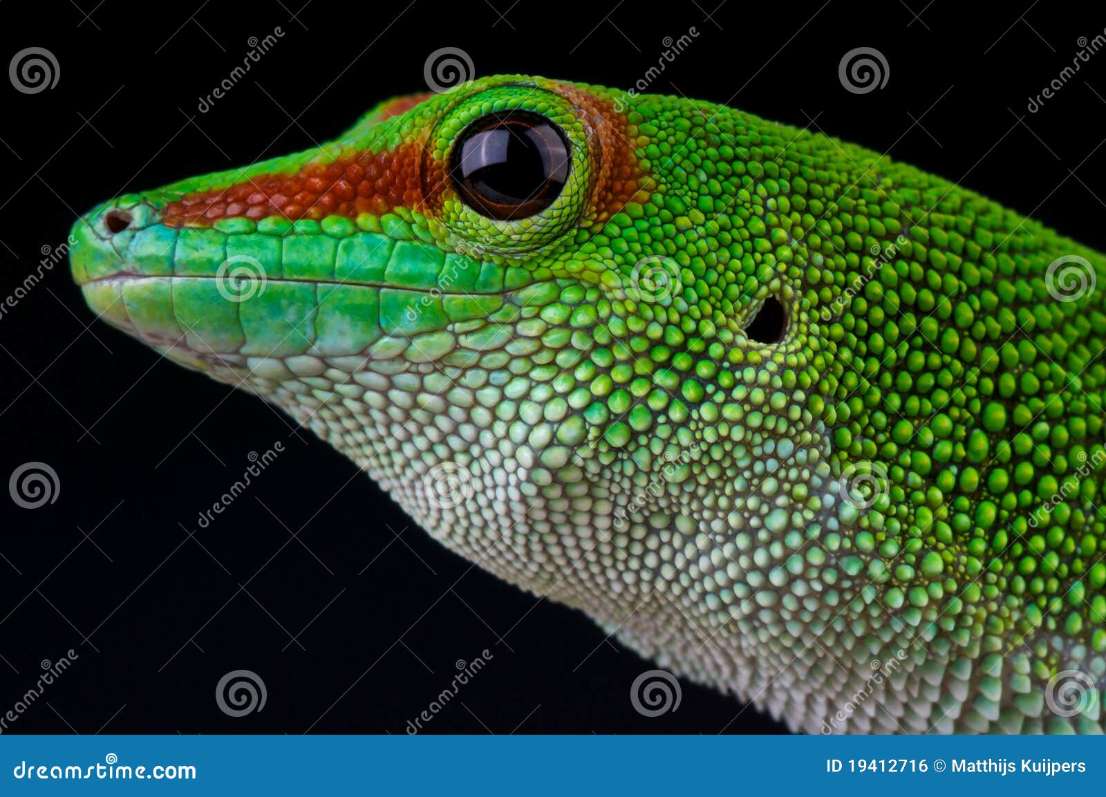 1,668 Small Vertebrates Stock Photos - Free & Royalty-Free Stock Photos ...
