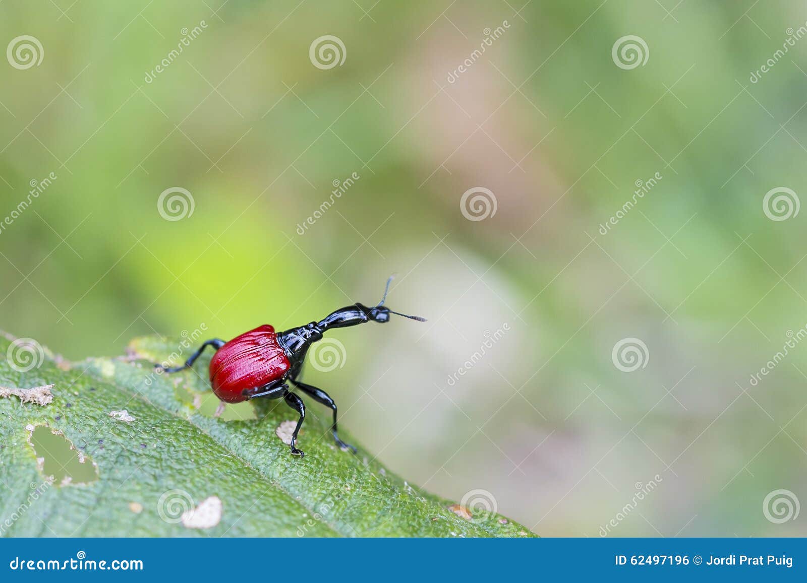Madagascar Giraffe Bug Macro Nature Stock Photo - Image of native ...