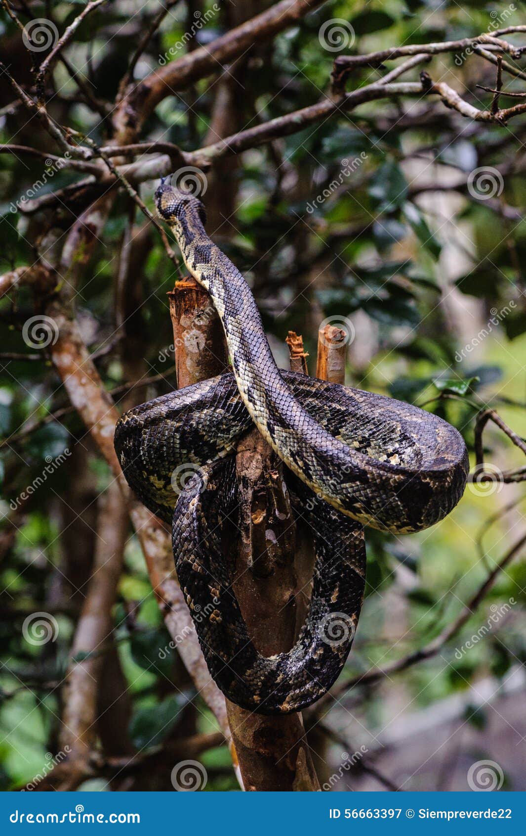 Madagascar Ground Boa stock image. Image of danger, animal - 56663397