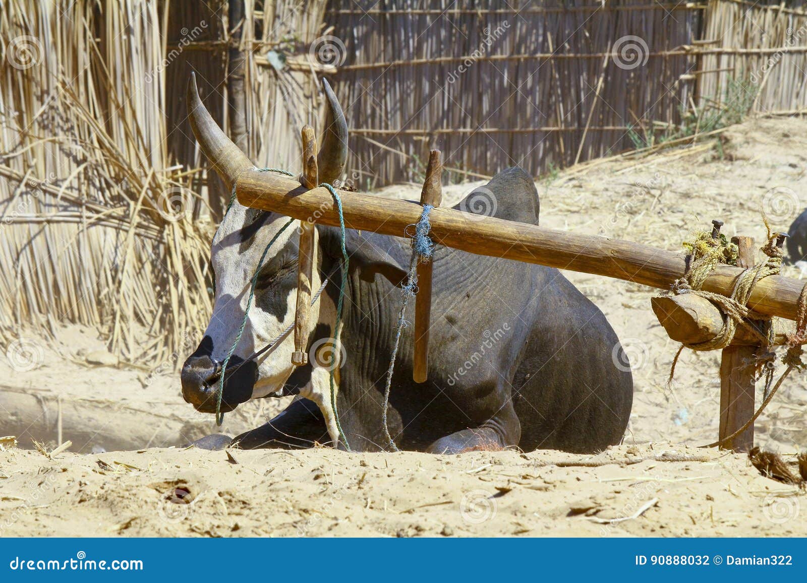 Madagascar hard working ox stock photo. Image of enormous - 90888032