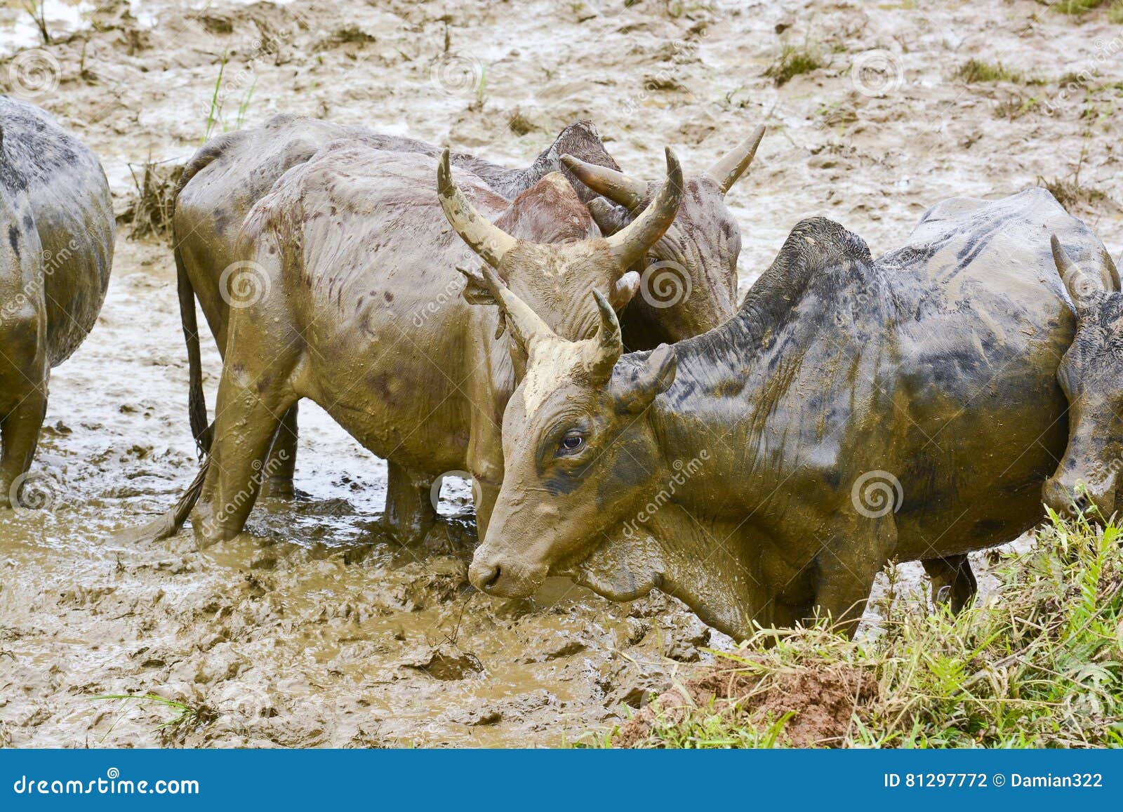 Madagascar hard working ox stock photo. Image of animal - 81297772