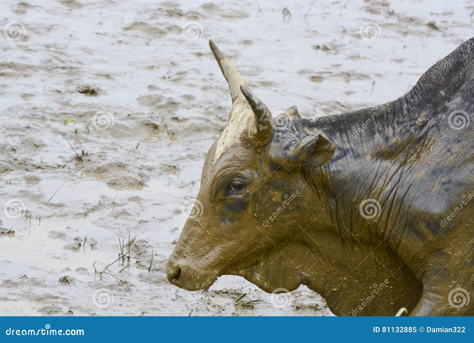 Madagascar hard working ox stock image. Image of hard - 81132885