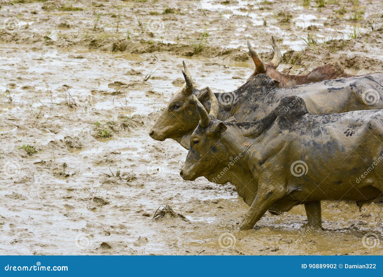 Madagascar Hard Working Oxen Stock Photo - Image of horned, farming ...