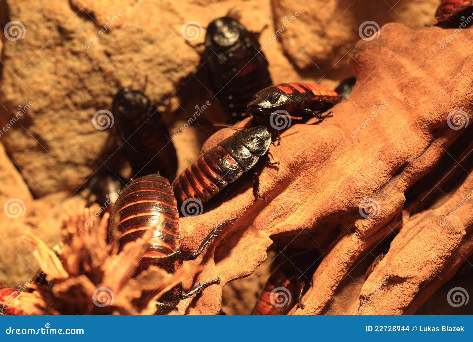 Madagascar Hissing Cockroach Stock Photo - Image of insect ...