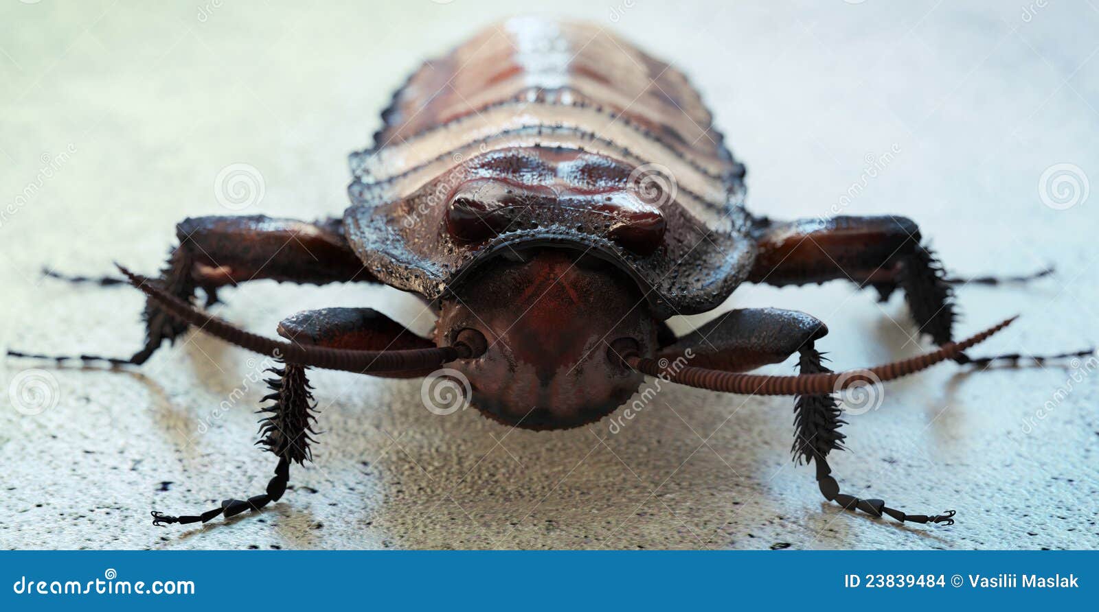 Madagascar Hissing Cockroach Stock Images - Image: 23839484