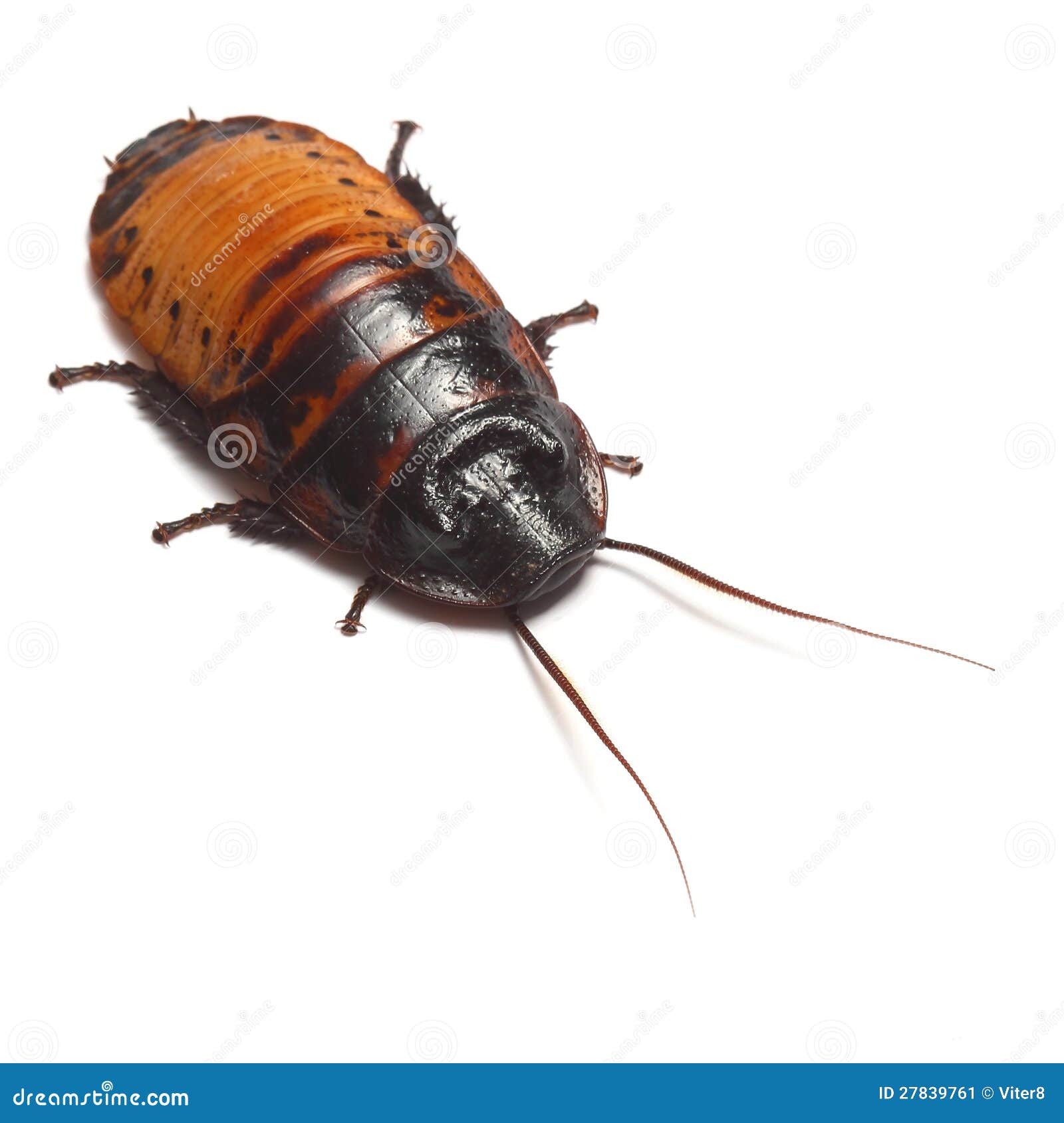 Madagascar Hissing Cockroach. Macro Stock Image - Image of portentosa ...