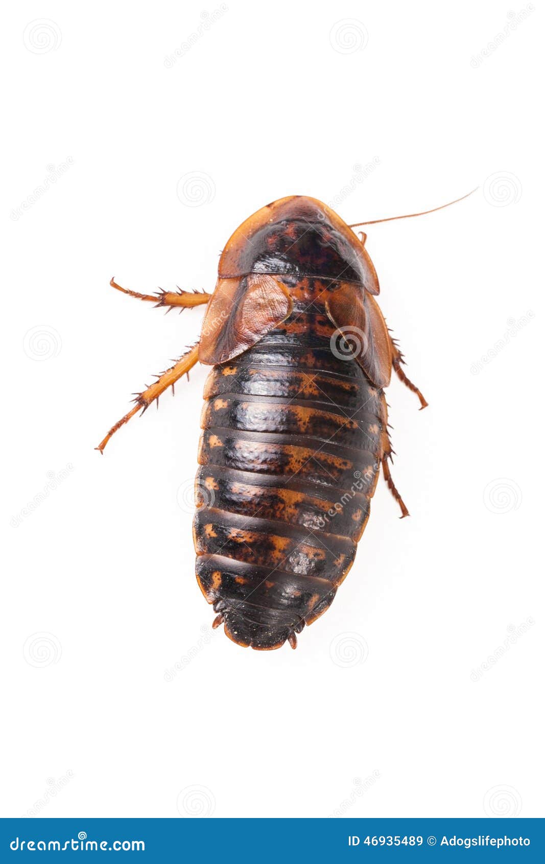 Madagascar Hissing Cockroach Overhead Stock Image - Image of hissing ...