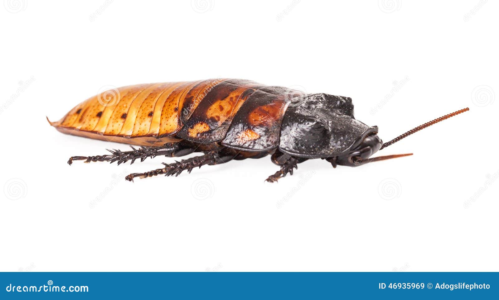 Madagascar Hissing Cockroach Side View Stock Image - Image of copy ...