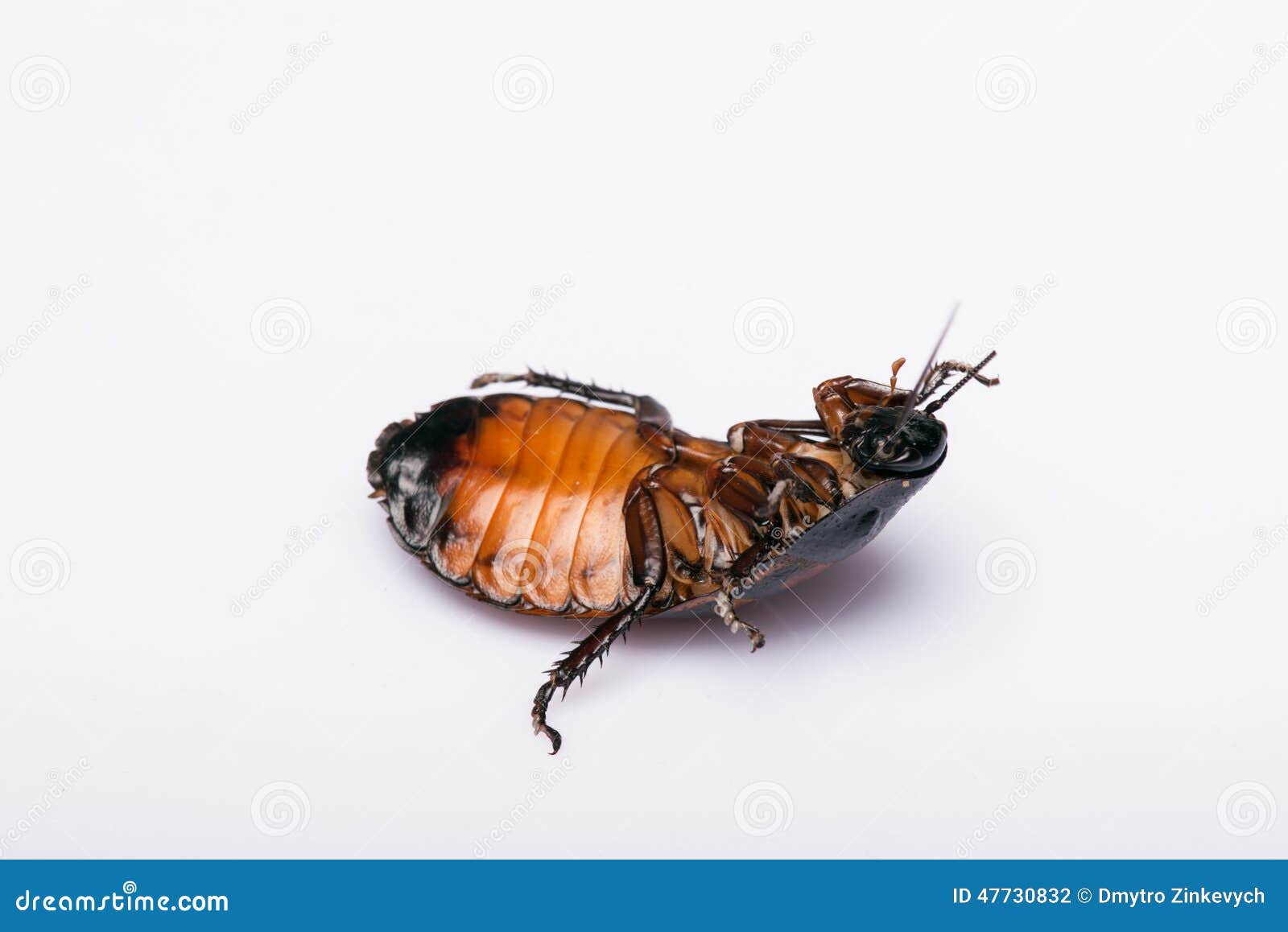 Madagascar Hissing Cockroach on White Background Stock Photo - Image of ...