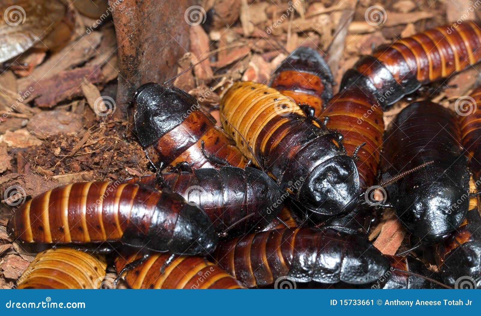 Madagascar Hissing Cockroaches Stock Image - Image of madagascar ...