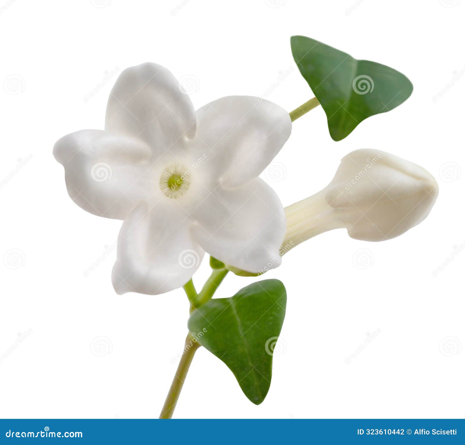Madagascar jasmine flower stock photo. Image of perennial - 323610442