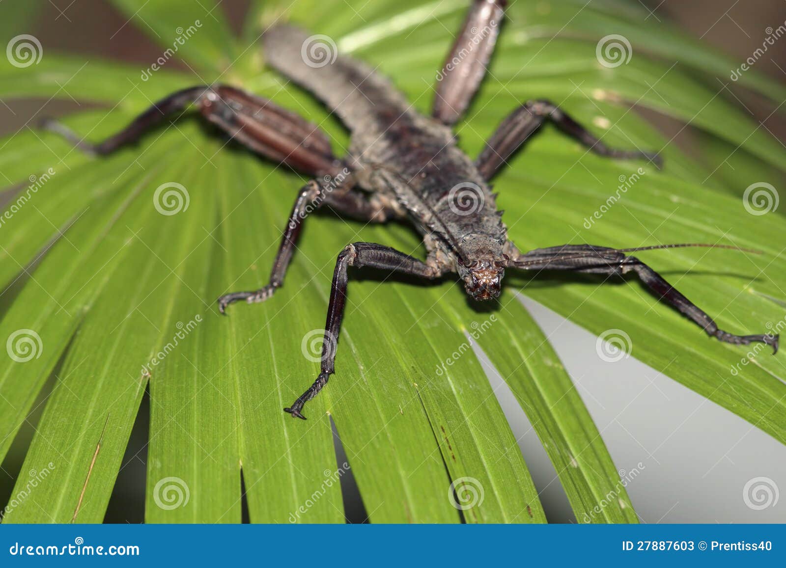 Madagascar living stick stock image. Image of paws, plant - 27887603