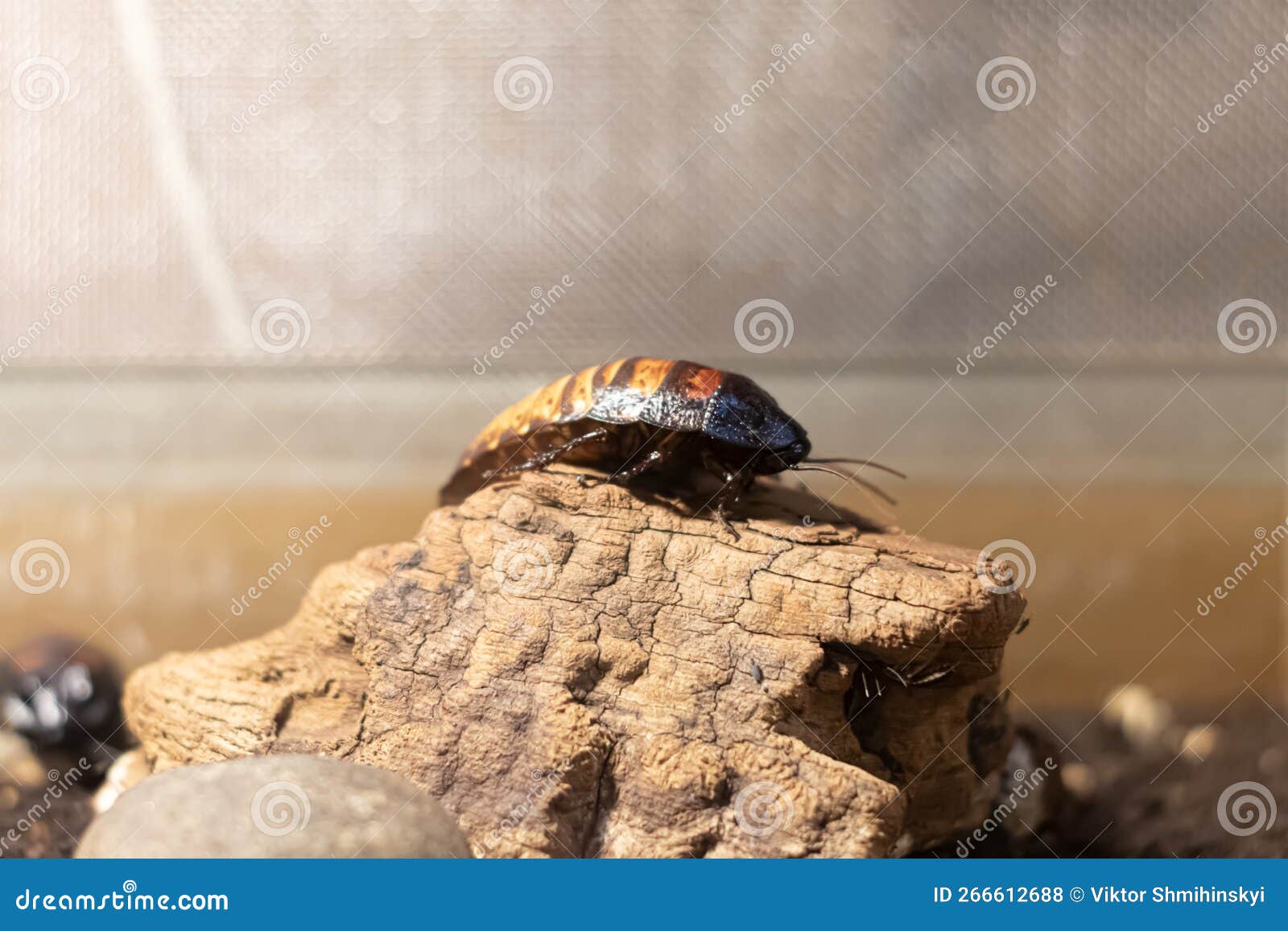 Madagascar Multi-colored Hissing Cockroach Sits on a Tree Fragment ...